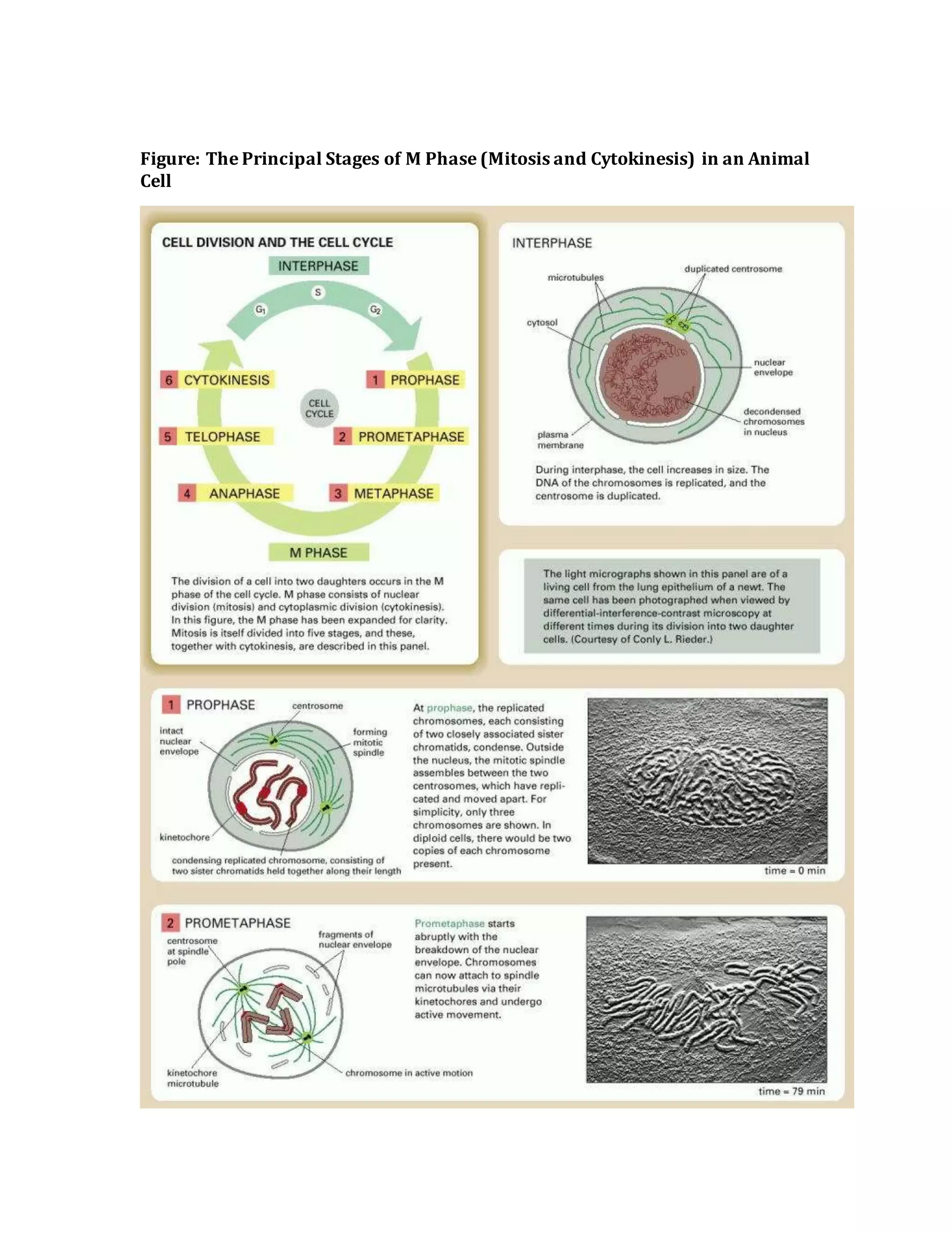 Eukaryotic cell division cycle | PDF