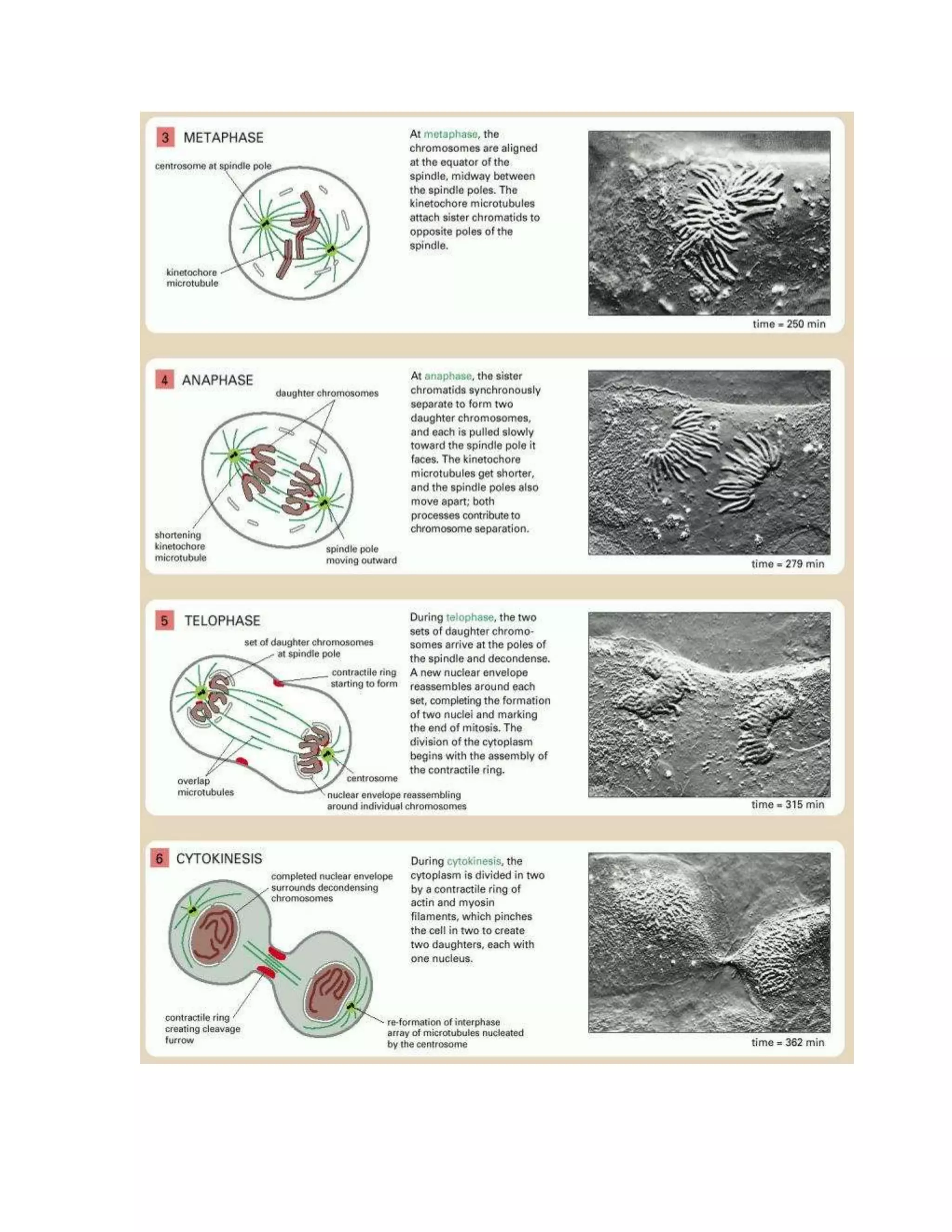Eukaryotic cell division cycle | PDF