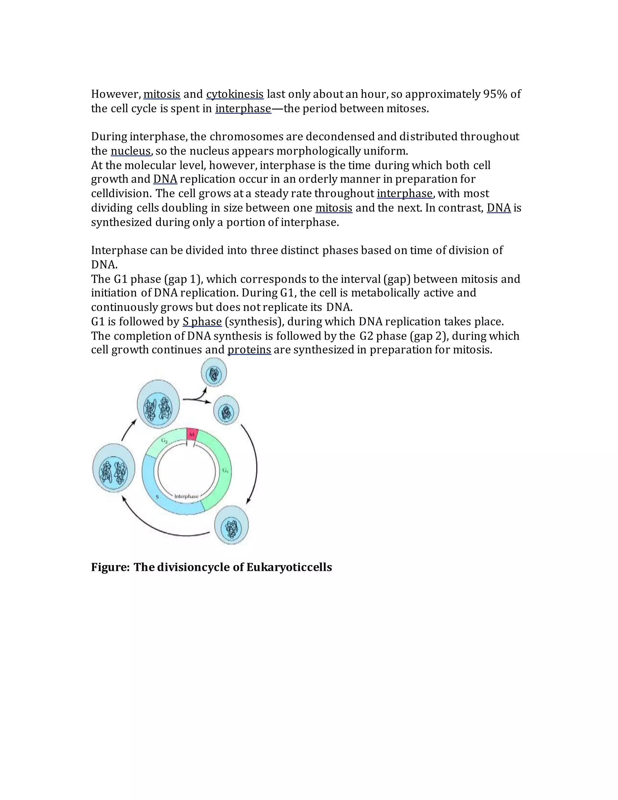 Eukaryotic cell division cycle | PDF