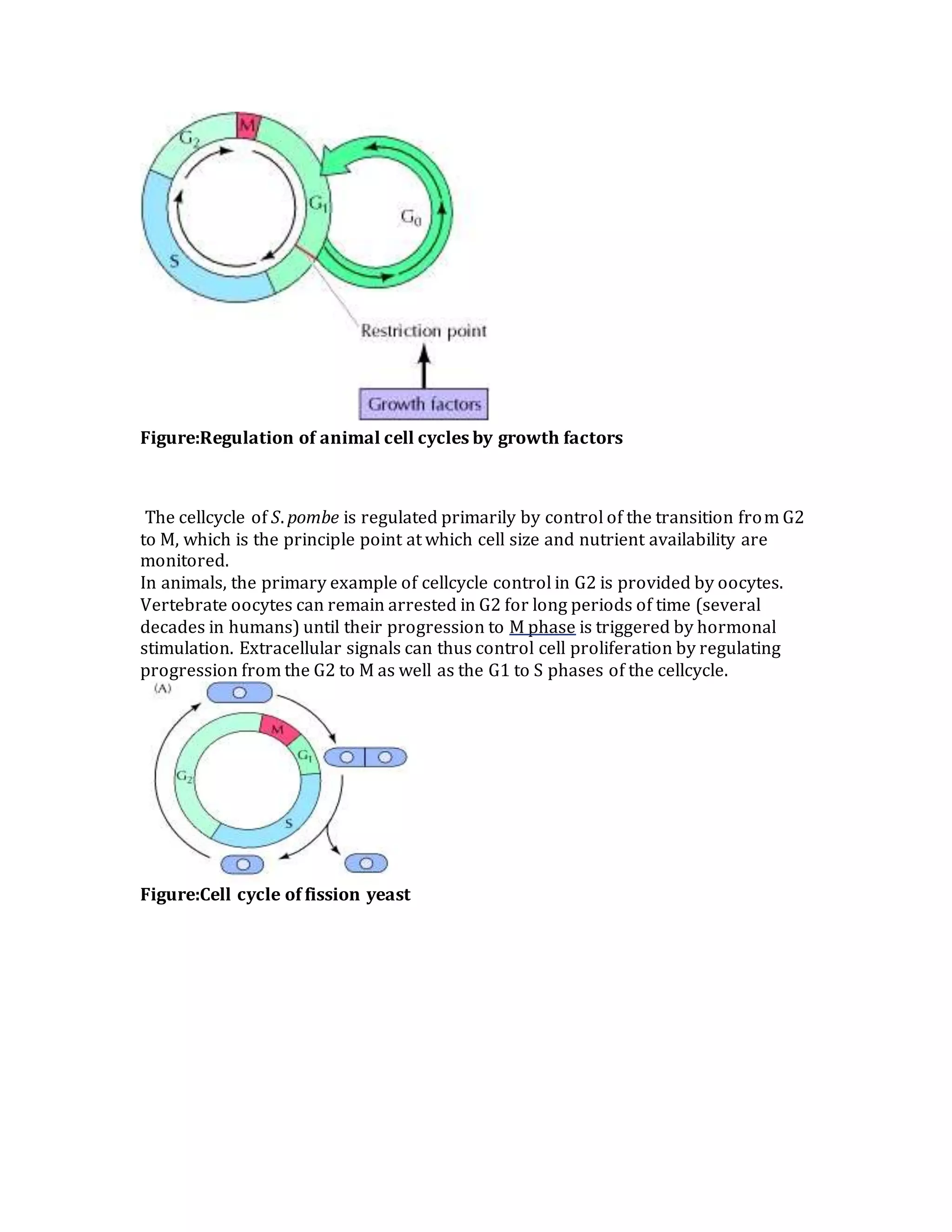 Eukaryotic cell division cycle | PDF