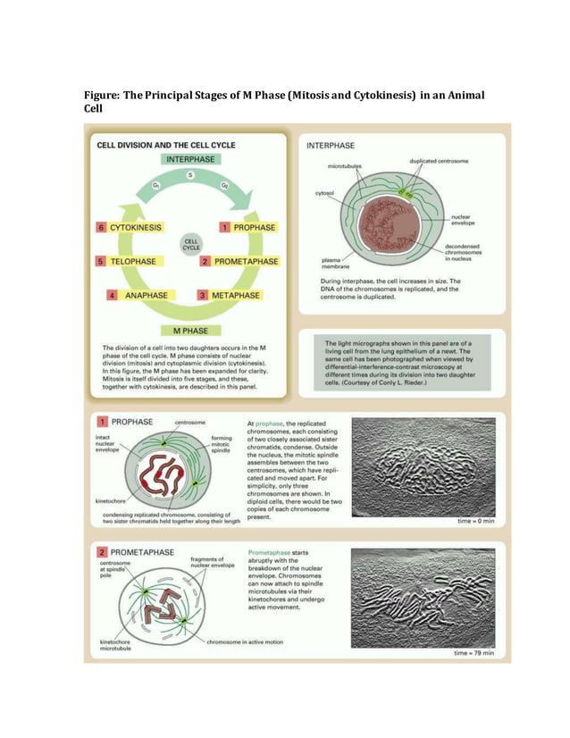 Eukaryotic cell division cycle | PDF