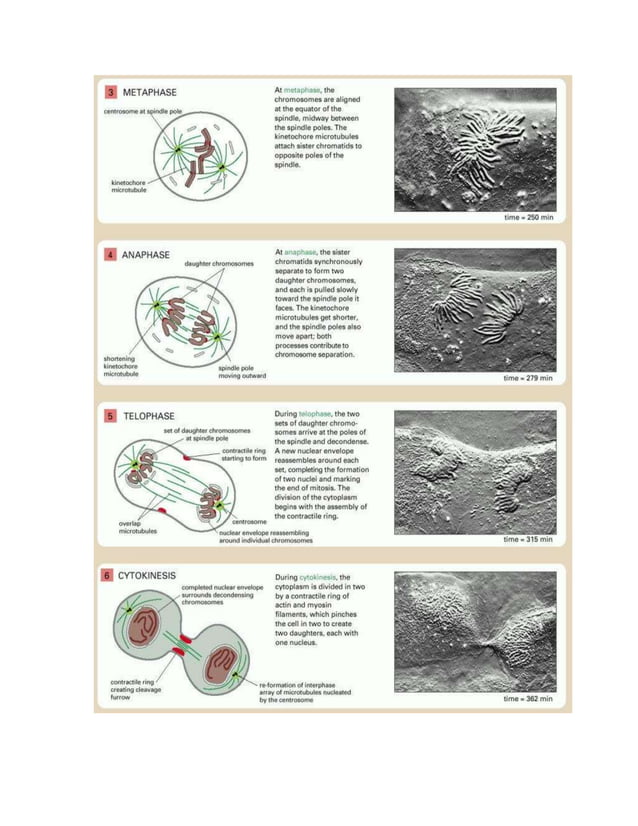 Eukaryotic cell division cycle | PDF