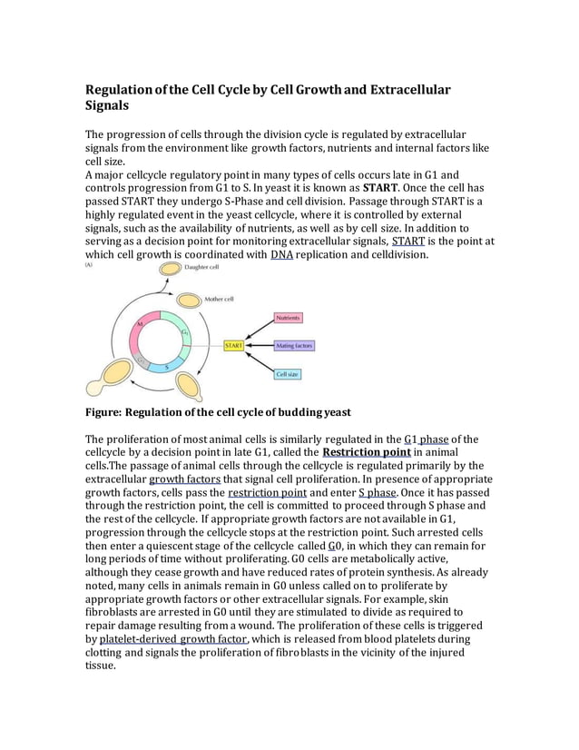Eukaryotic cell division cycle | PDF