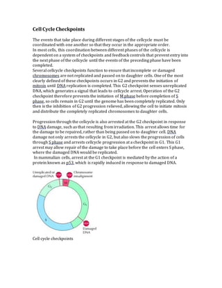 Eukaryotic cell division cycle | DOCX