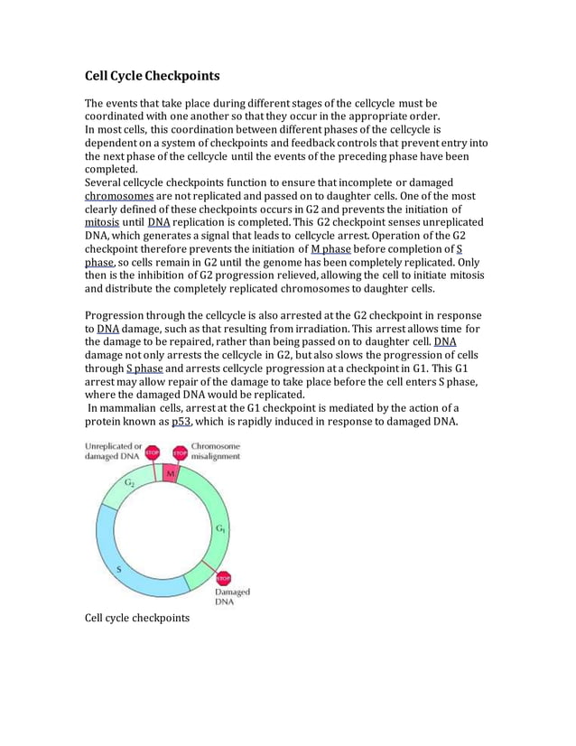 Eukaryotic cell division cycle | PDF