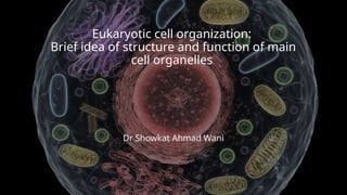 Eukaryotic cell organization brief idea of structure and function of ...