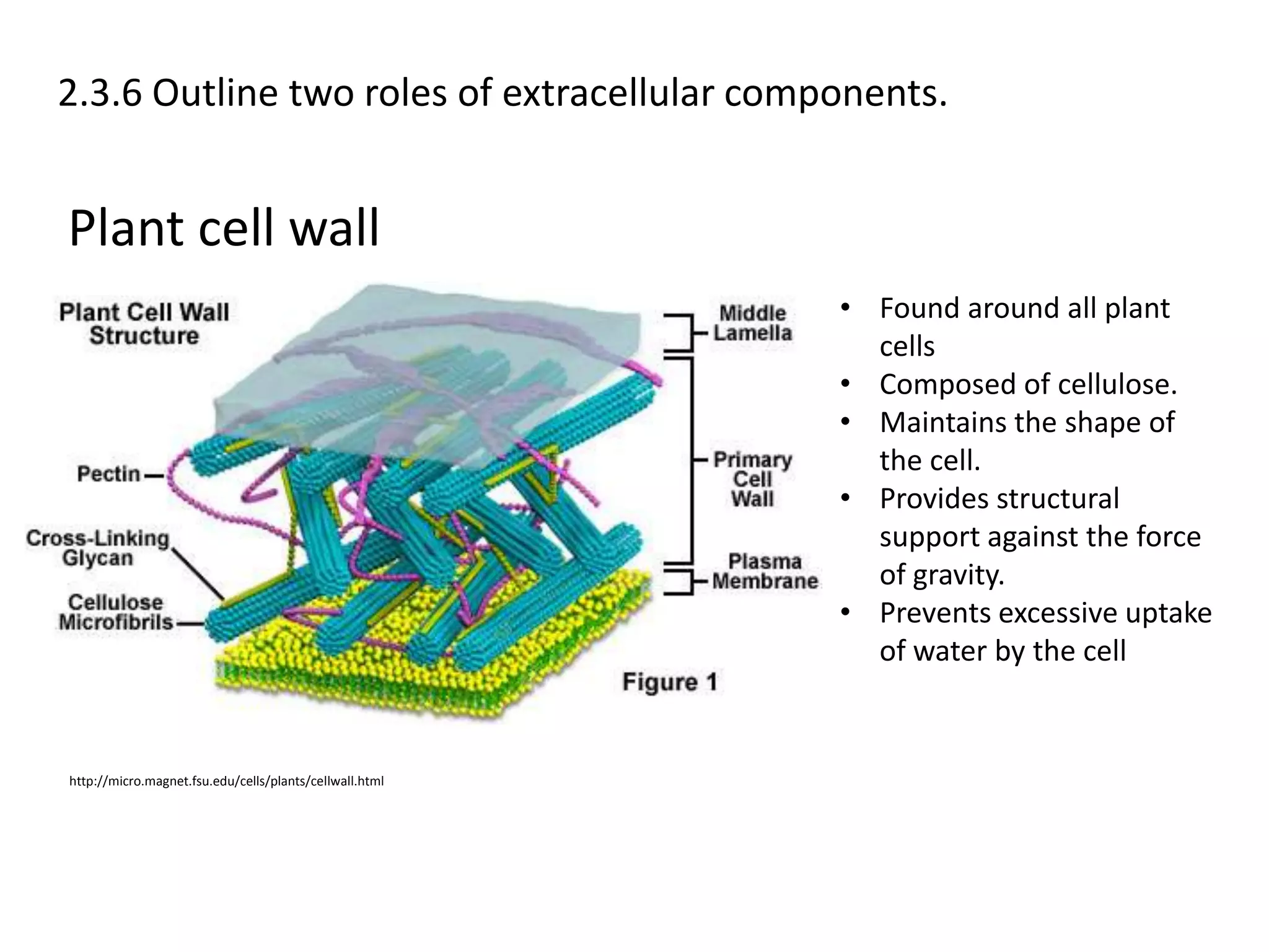 Eukaryotic cells | PPTX | Biological Sciences | Science