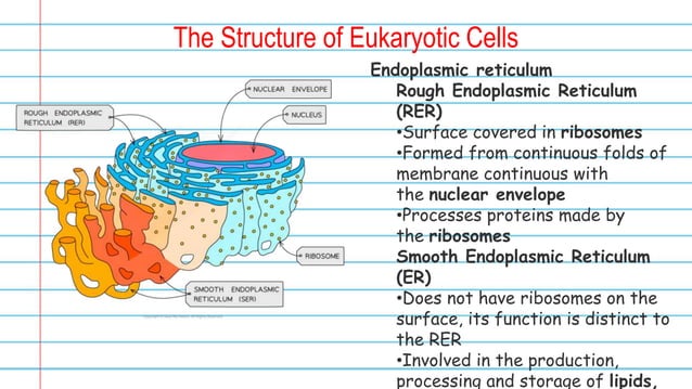 Eukaryotic Cells.pptx