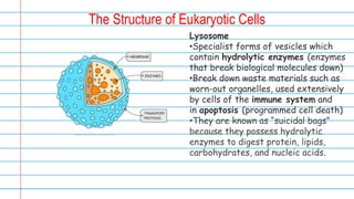 Eukaryotic Cells.pptx
