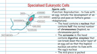 Eukaryotic Cells.pptx