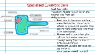 Eukaryotic Cells.pptx