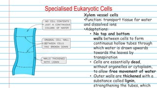 Eukaryotic Cells.pptx