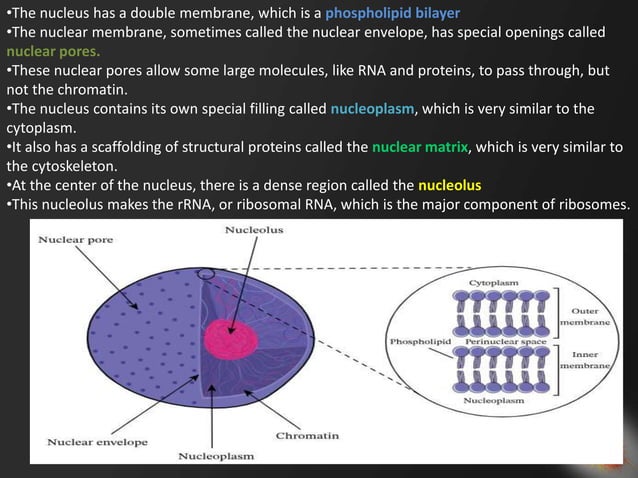 EUKARYOTIC CELLS PPT BT I.pptx