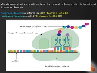 EUKARYOTIC CELLS PPT BT I.pptx