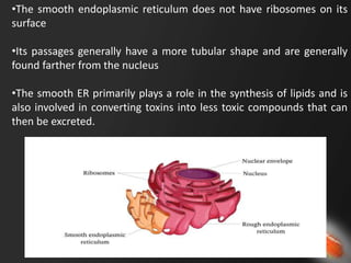 EUKARYOTIC CELLS PPT BT I.pptx