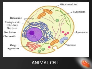 EUKARYOTIC CELLS PPT BT I.pptx