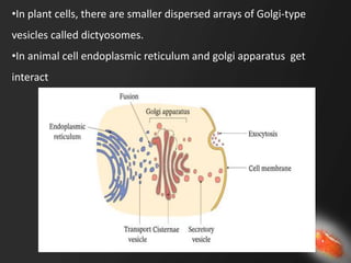 EUKARYOTIC CELLS PPT BT I.pptx