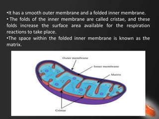EUKARYOTIC CELLS PPT BT I.pptx