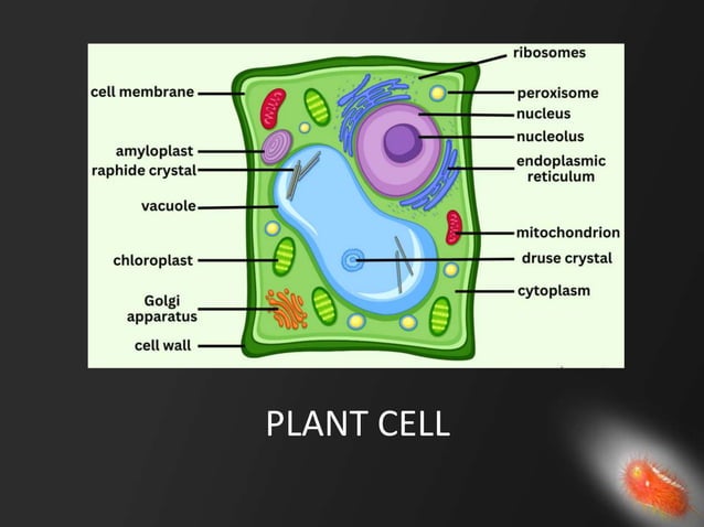 EUKARYOTIC CELLS PPT BT I.pptx