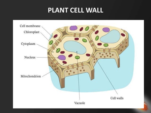 EUKARYOTIC CELLS PPT BT I.pptx