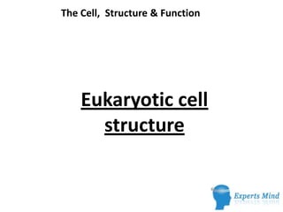Eukaryotic cell structure | PPTX | Biological Sciences | Science
