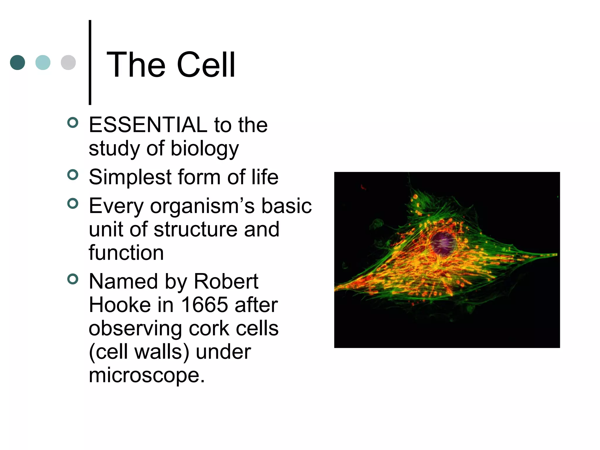 Eukaryotic cell structure | PPT