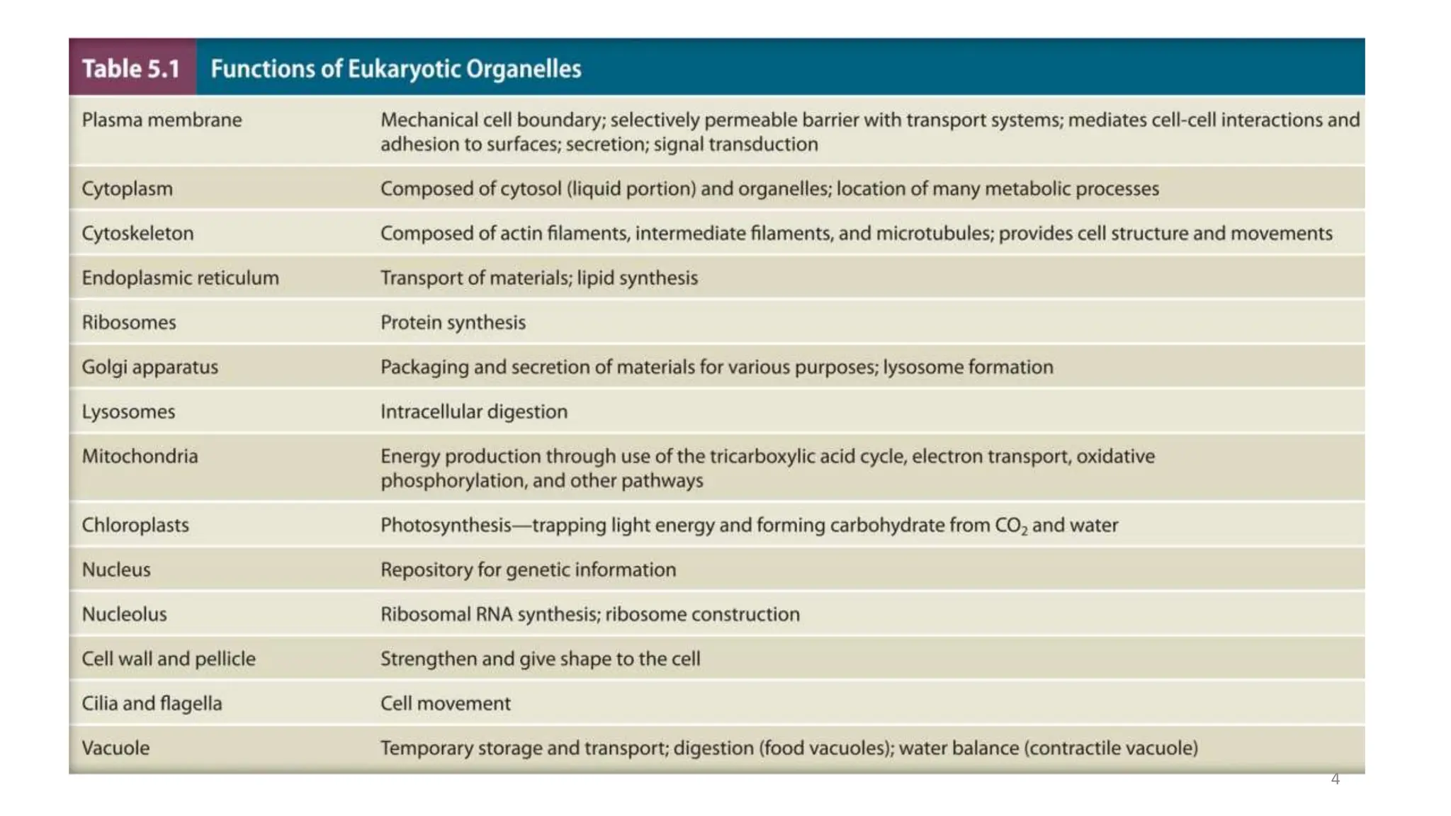 Eukaryotic Cell Structure and Function.pptx | Free Download
