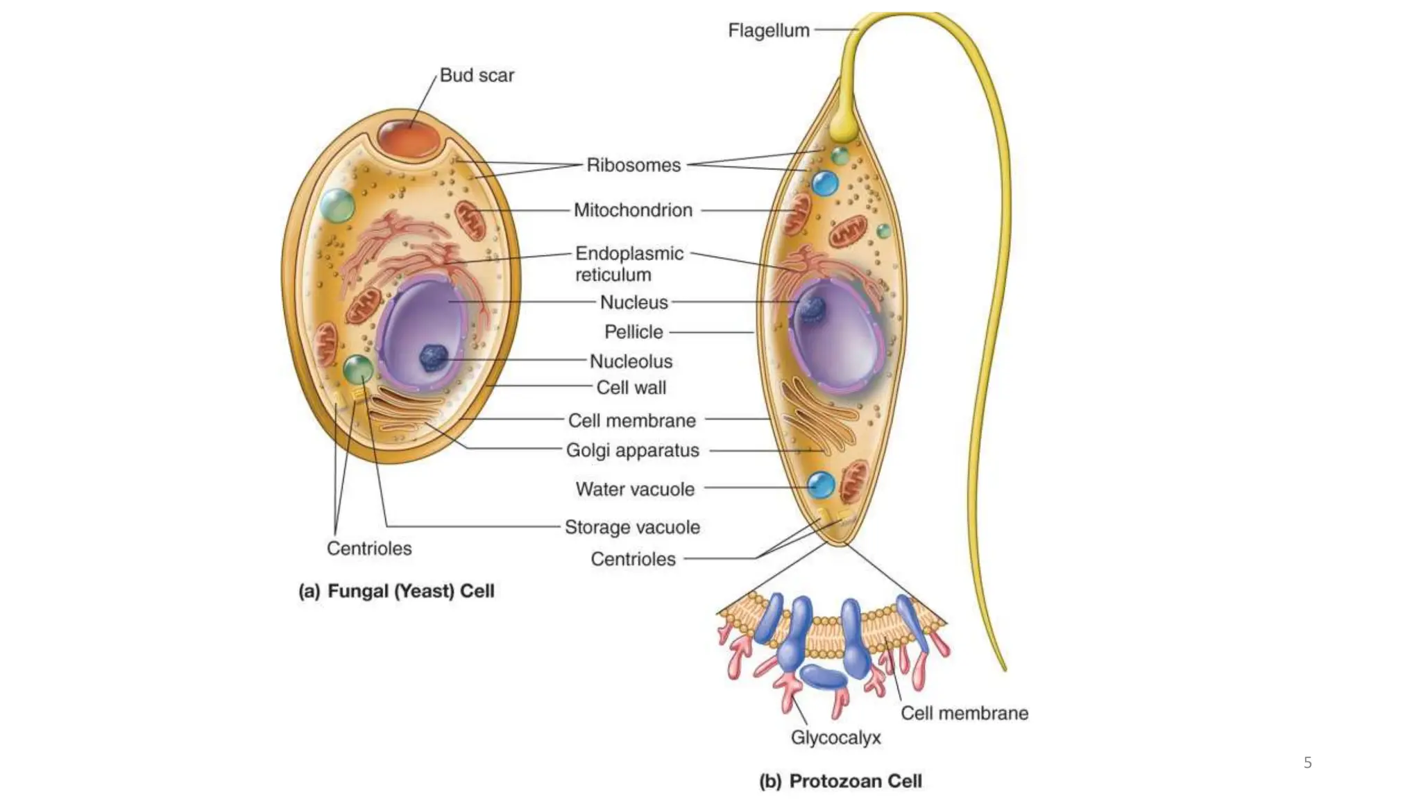 Eukaryotic Cell Structure and Function.pptx | Free Download
