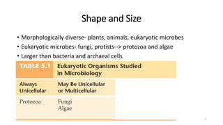 Eukaryotic Cell Structure and Function.pptx