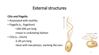 Eukaryotic Cell Structure and Function.pptx