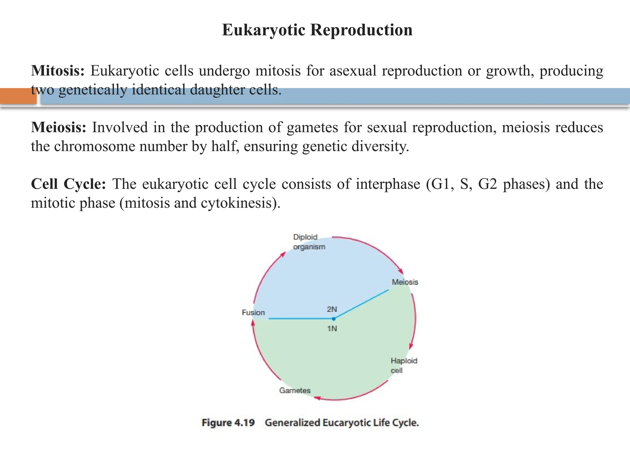 Eukaryotic cell structure and function.pptx