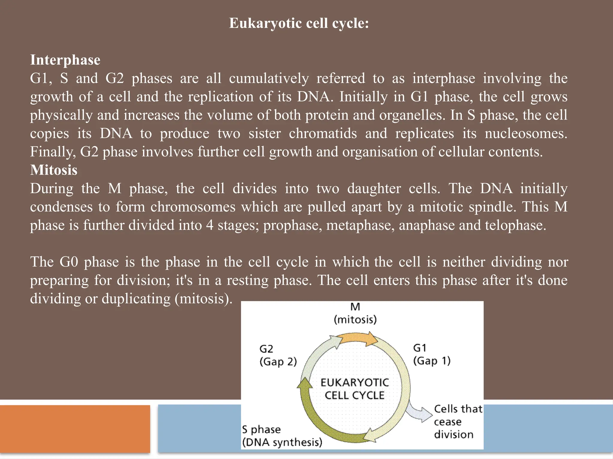 Eukaryotic cell structure and function.pptx