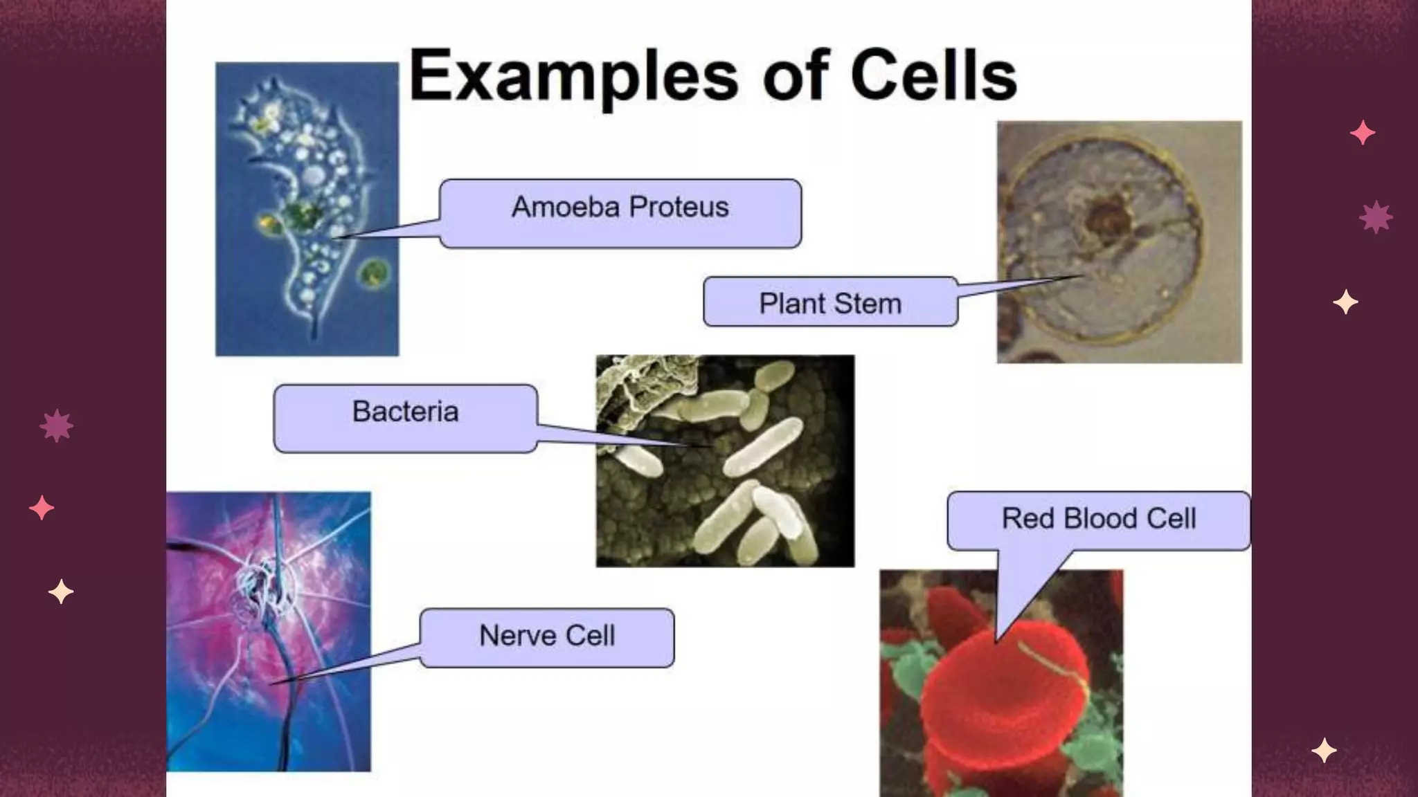 EUKARYOTIC CELL STRUCTURES AND FUNCTIONS.pptx