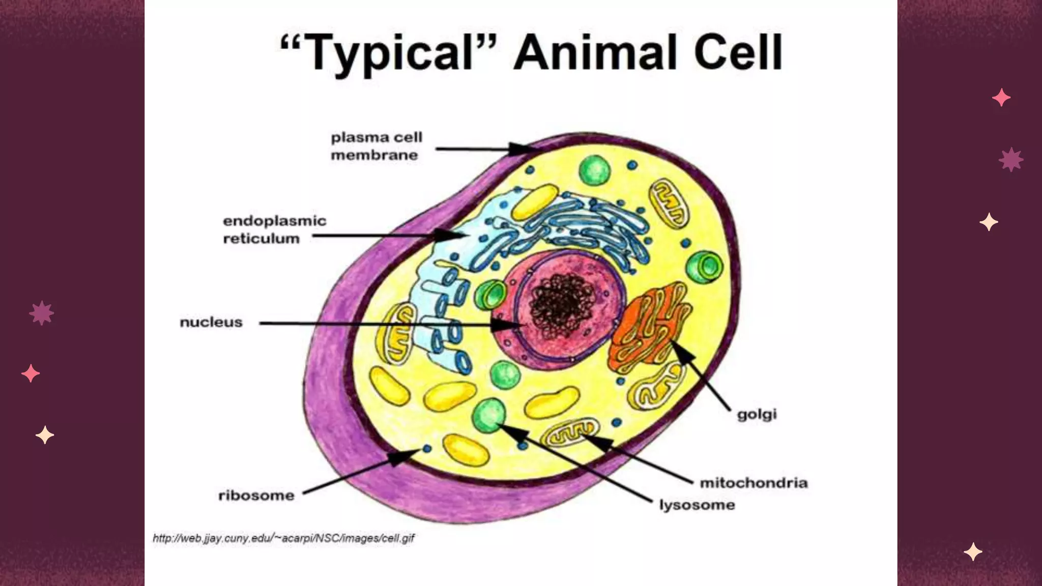 EUKARYOTIC CELL STRUCTURES AND FUNCTIONS.pptx