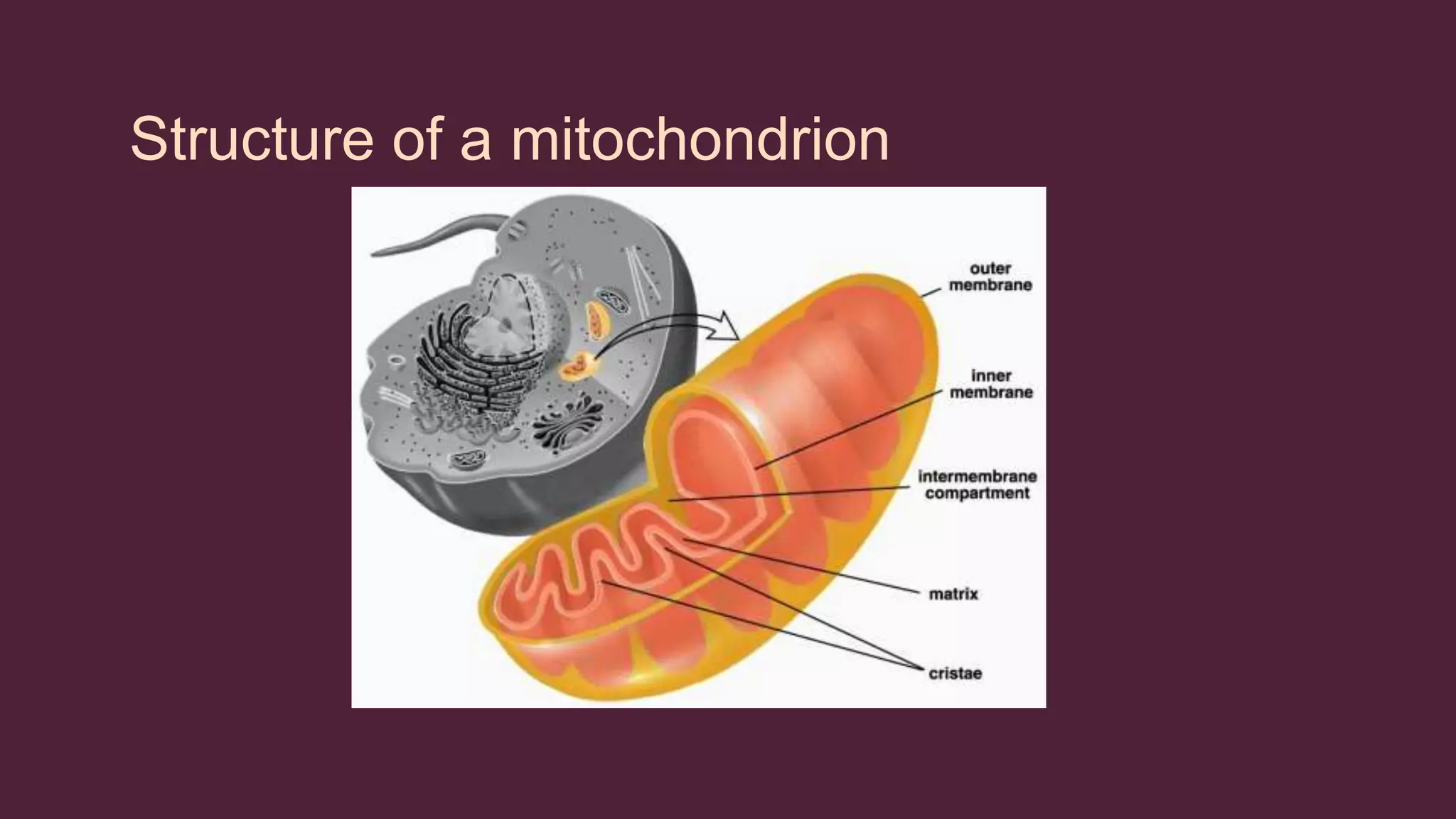 EUKARYOTIC CELL STRUCTURES AND FUNCTIONS.pptx