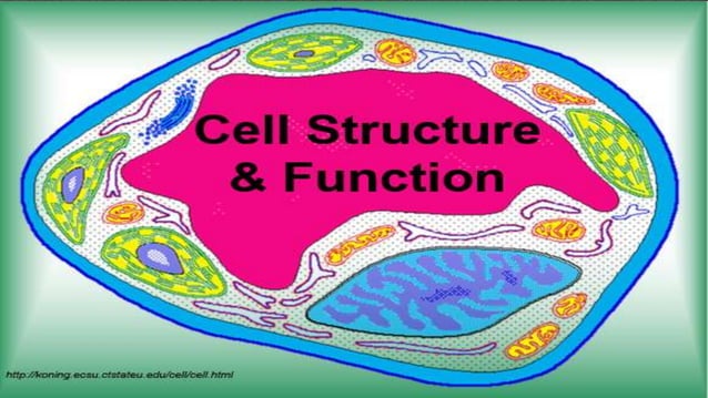 EUKARYOTIC CELL STRUCTURES AND FUNCTIONS.pptx