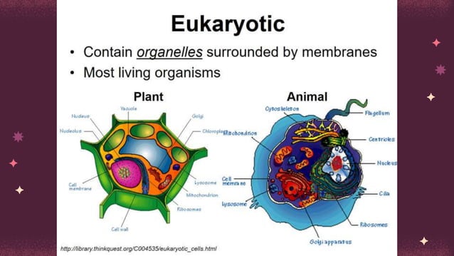 EUKARYOTIC CELL STRUCTURES AND FUNCTIONS.pptx