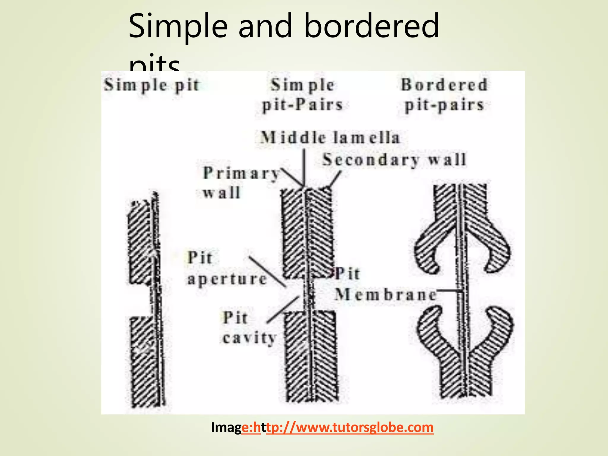 Eukaryotic cell wall | PPTX