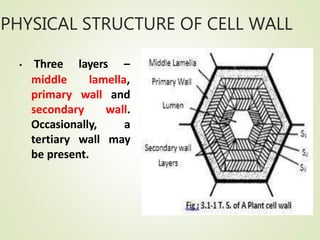 Eukaryotic cell wall | PPTX