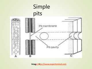 Eukaryotic cell wall | PPTX
