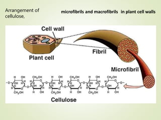Eukaryotic cell wall | PPTX