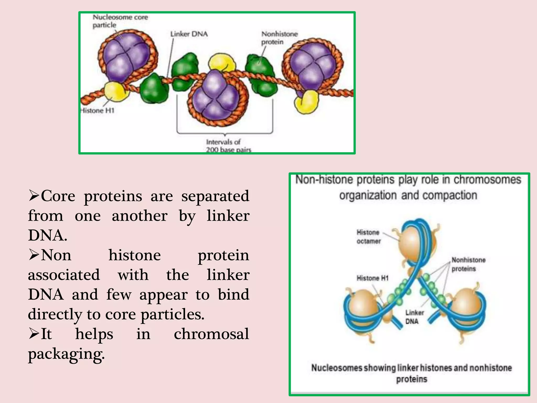 Eukaryotic chromosomal organization | PPTX
