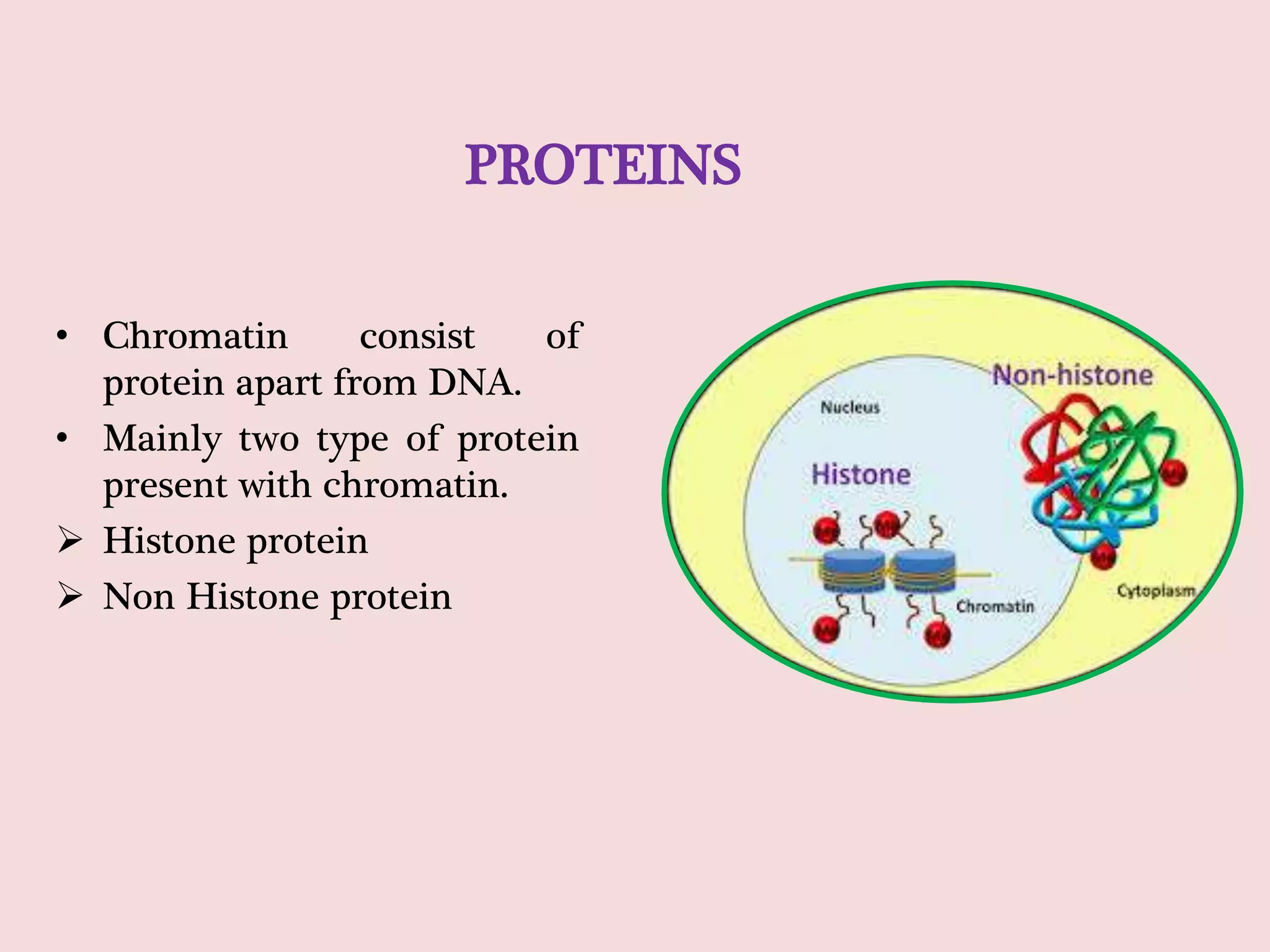 Eukaryotic chromosomal organization | PPTX
