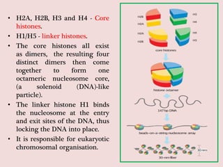 Eukaryotic chromosomal organization | PPTX