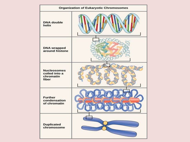 Eukaryotic chromosomal organization | PPTX | Biological Sciences | Science