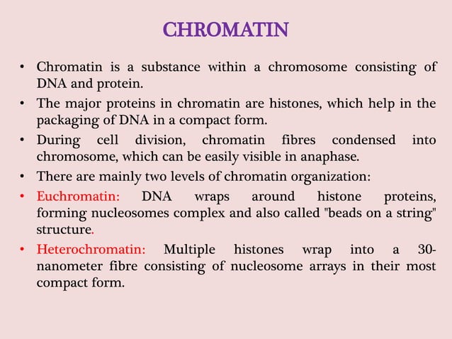 Eukaryotic chromosomal organization | PPTX | Biological Sciences | Science