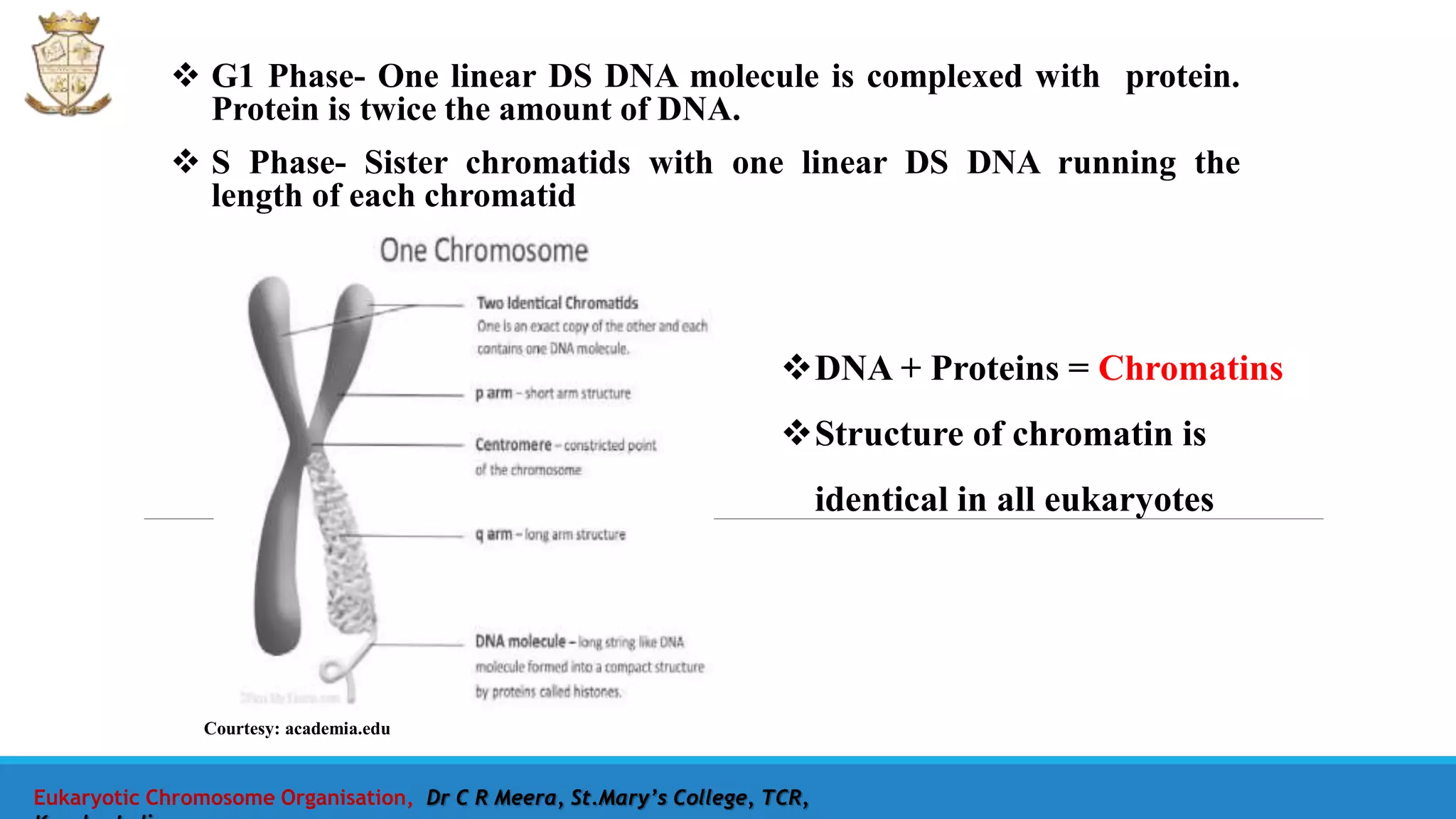 Eukaryotic Chromosome Organisation | PPTX