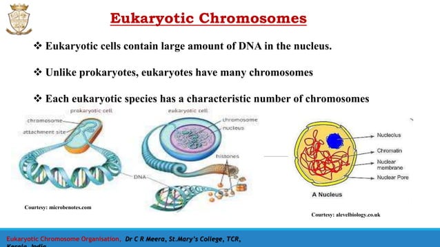 Eukaryotic Chromosome Organisation
