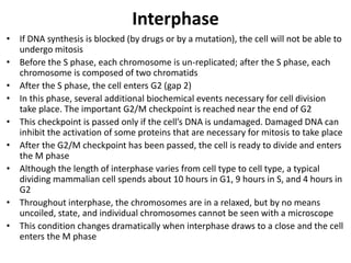 Eukaryotic chromosomes.pdf
