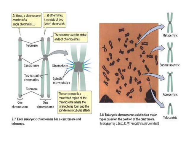 Eukaryotic chromosomes.pdf